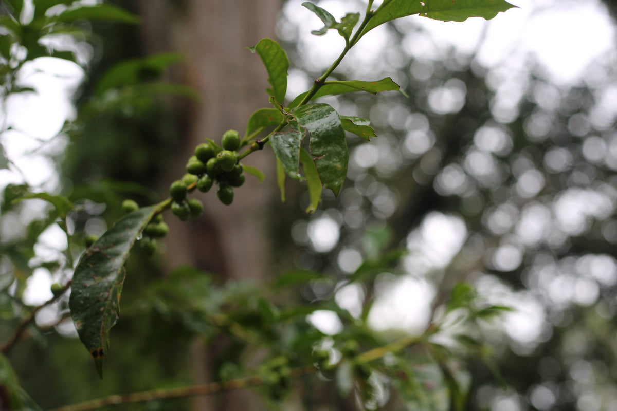 Moyee: Capturing Carbon in the Coffee Chain - Moyee Coffee