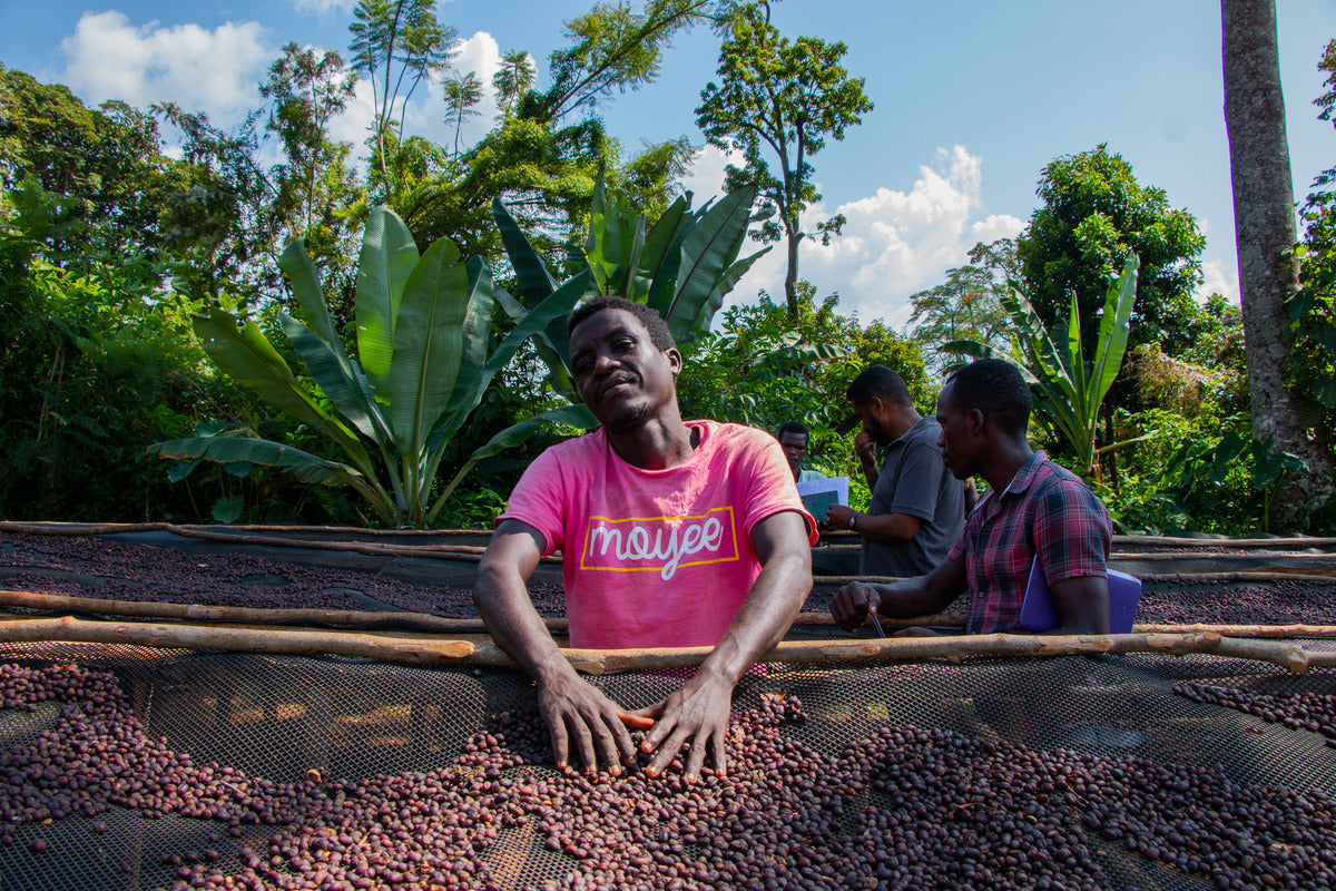 Buy Coffee Online | Moyee Coffee | Radically Good FairChain Coffee